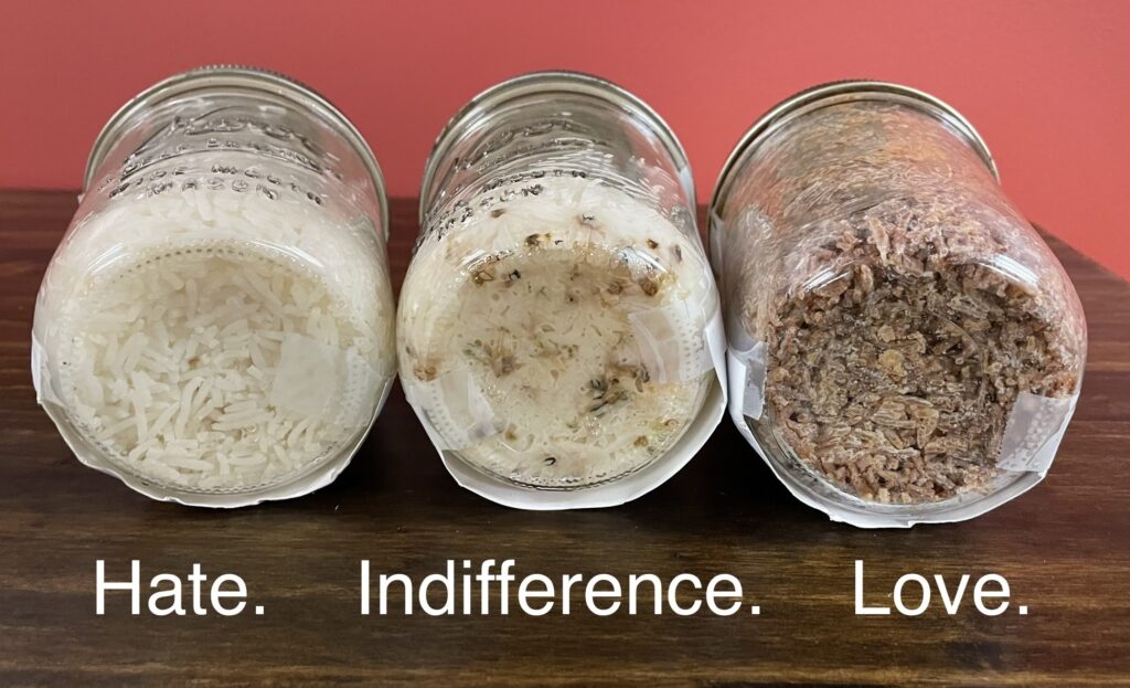 Rice Experiment Conclusion – Love Makes The Difference!